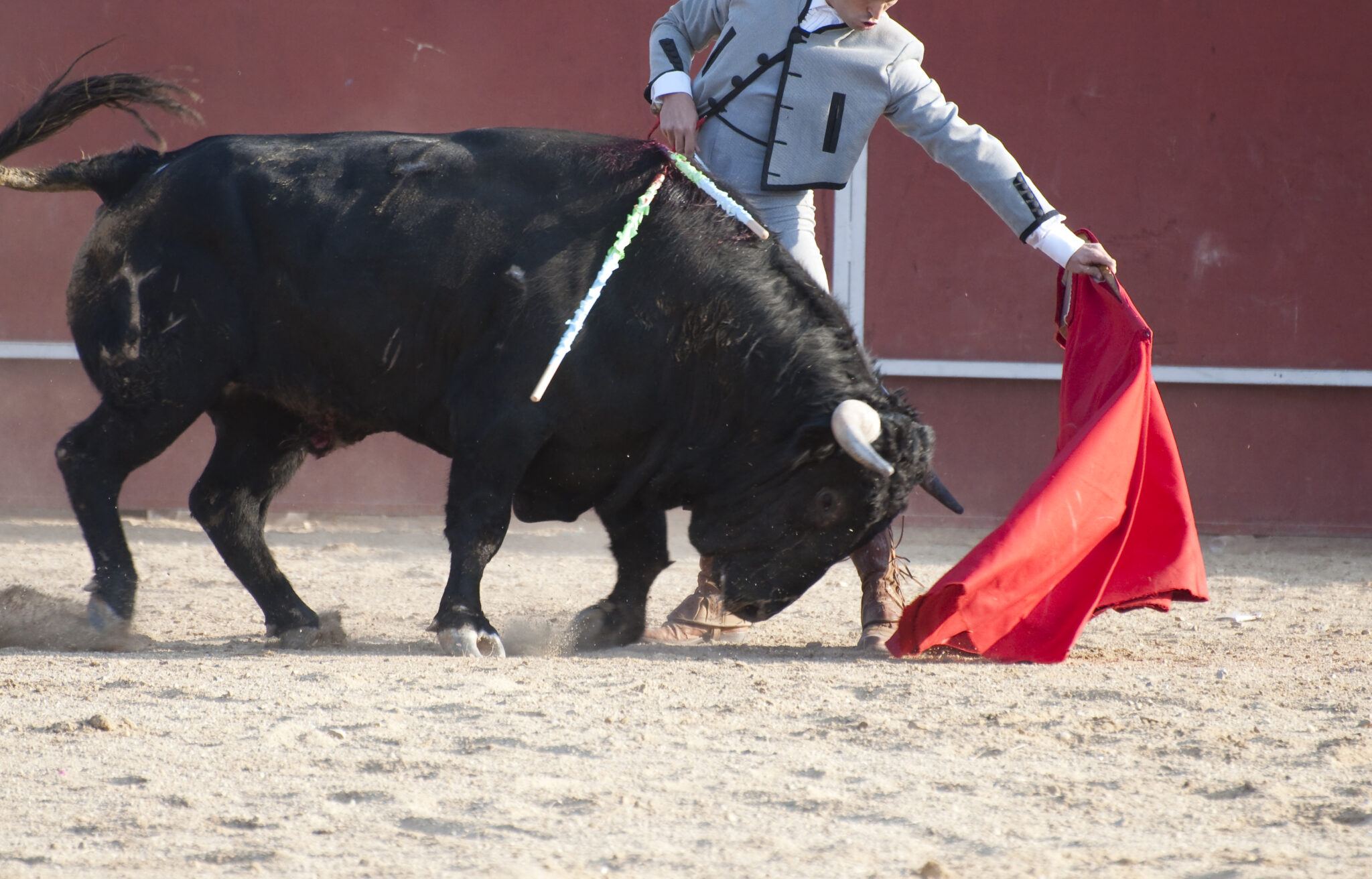 Especialistas en Criar Toros de Lidia de Calidad - Agrupación Española ...